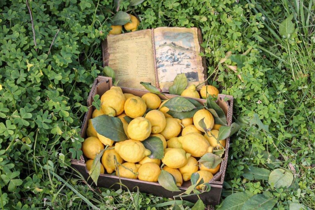 Økologiske Citroner – Avokadokontoret